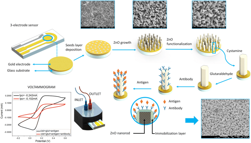ZnO nanorods-gold nanoparticle-based biosensor for detecting hepatitis ...